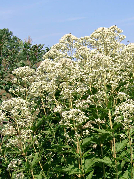 Wasserdost 'Album' / Eupatorium fistulosum 'Album' günstig kaufen