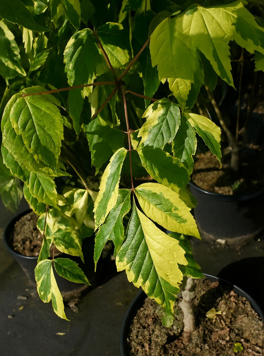 Eschen-Ahorn 'Aureomarginatum' / Acer negundo 'Aureomarginatum'