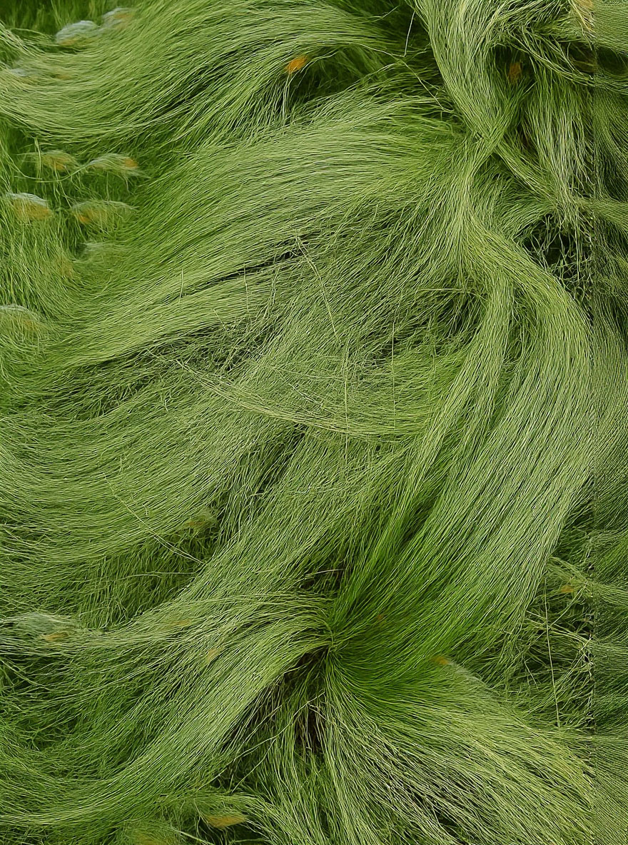 Frauenhaargras / Zartes Federgras 'Ponytails' / Stipa tenuissima ...