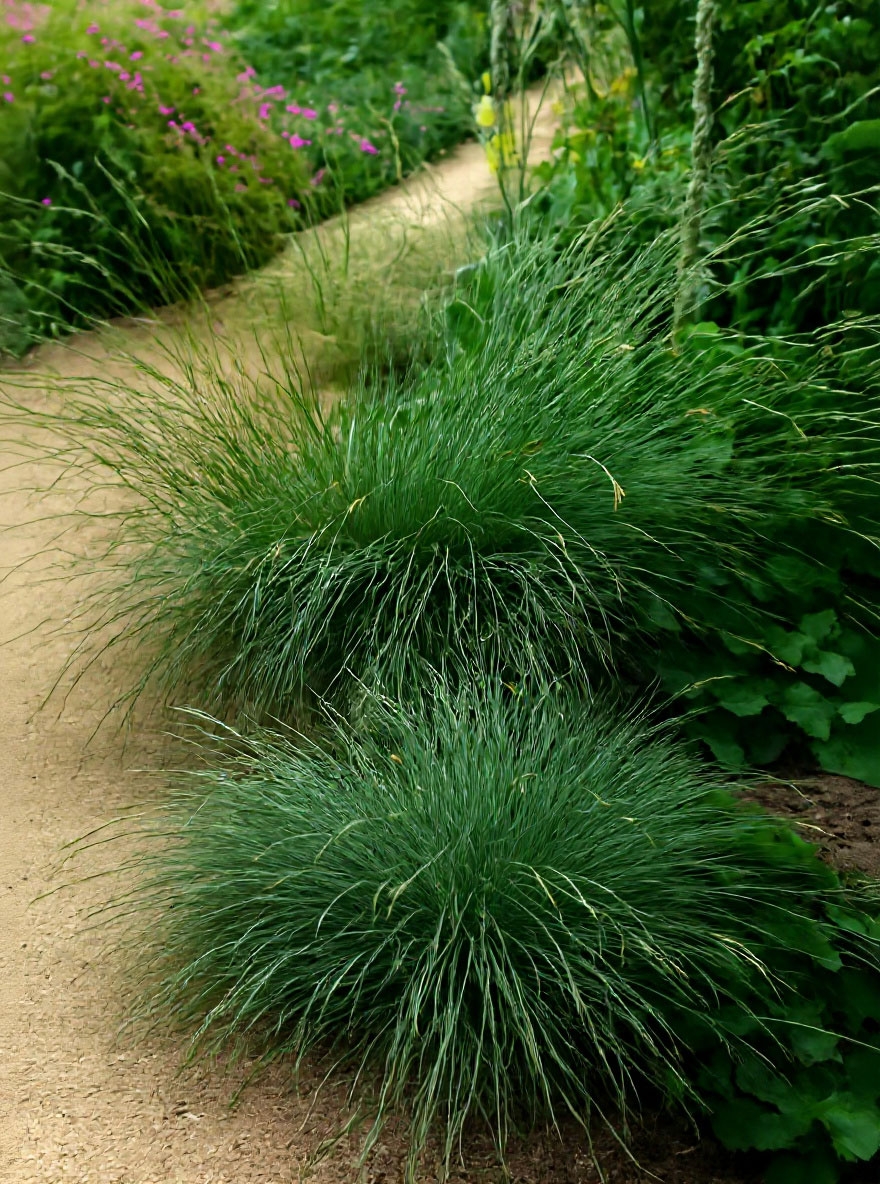 Atlas-Schwingel / Festuca mairei kaufen