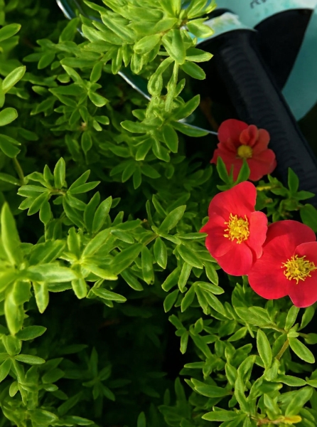 Fünffingerstrauch 'Red Robin' / Potentilla fruticosa 'Red Robin