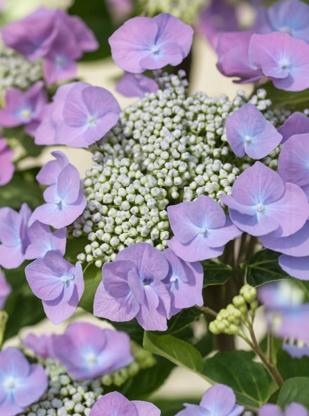 Bauern-Hortensie 'Zorro' / Hydrangea macrophylla 'Zorro' kaufen