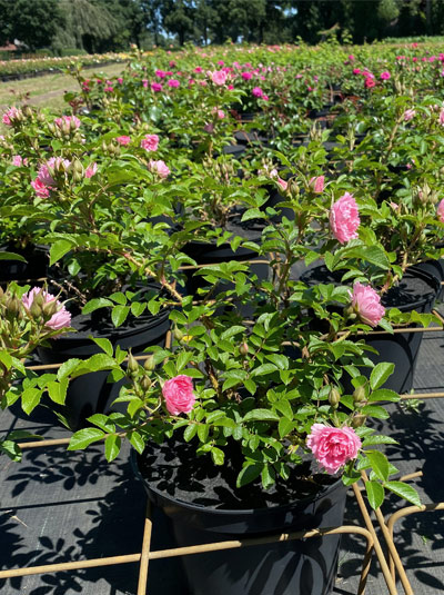 Englische Rose 'F.J.Grootendorst' / Rosa 'F.J.Grootendorst' kaufen