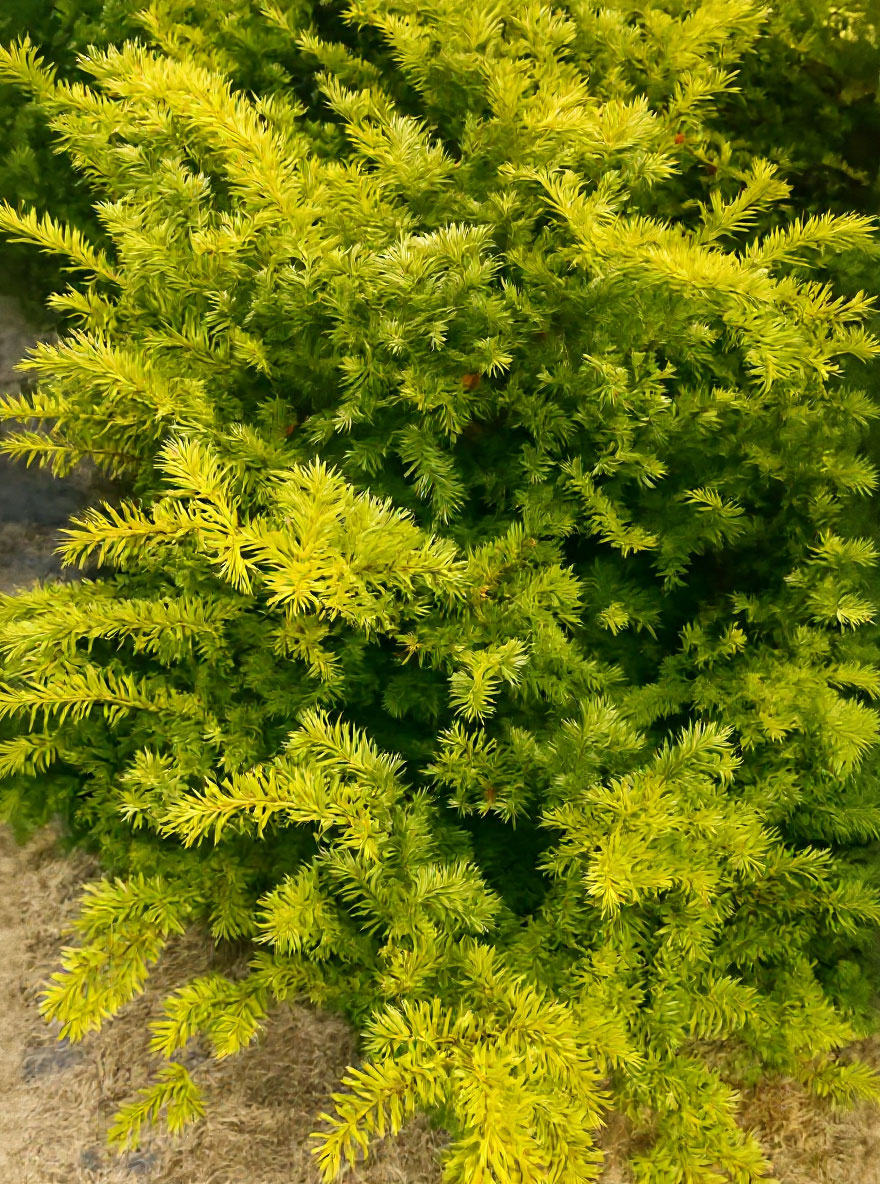 Goldene Eibe / Eibe 'Semperaurea' / Taxus baccata 'Semperaurea' kaufen