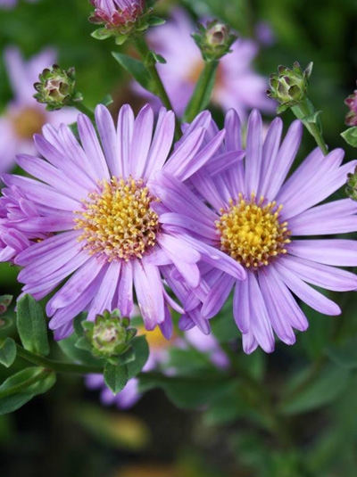 Berg-Aster 'Lady Hindlip' / Aster amellus 'Lady Hindlip' günstig kaufen