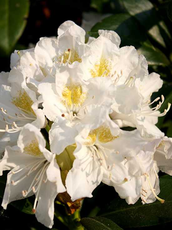 Rhododendron Hybride 'Cunningham's White' / Rhododendron 'Cunningham's ...
