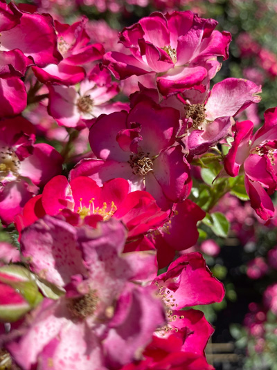 Bodendeckerrose 'Lupo' / Rosa 'Lupo' kaufen