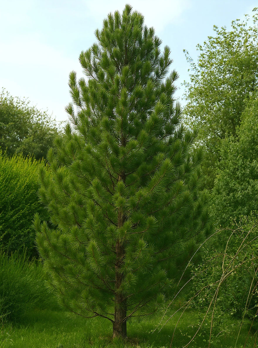 Zirbel-Kiefer / Arve / Pinus cembra kaufen