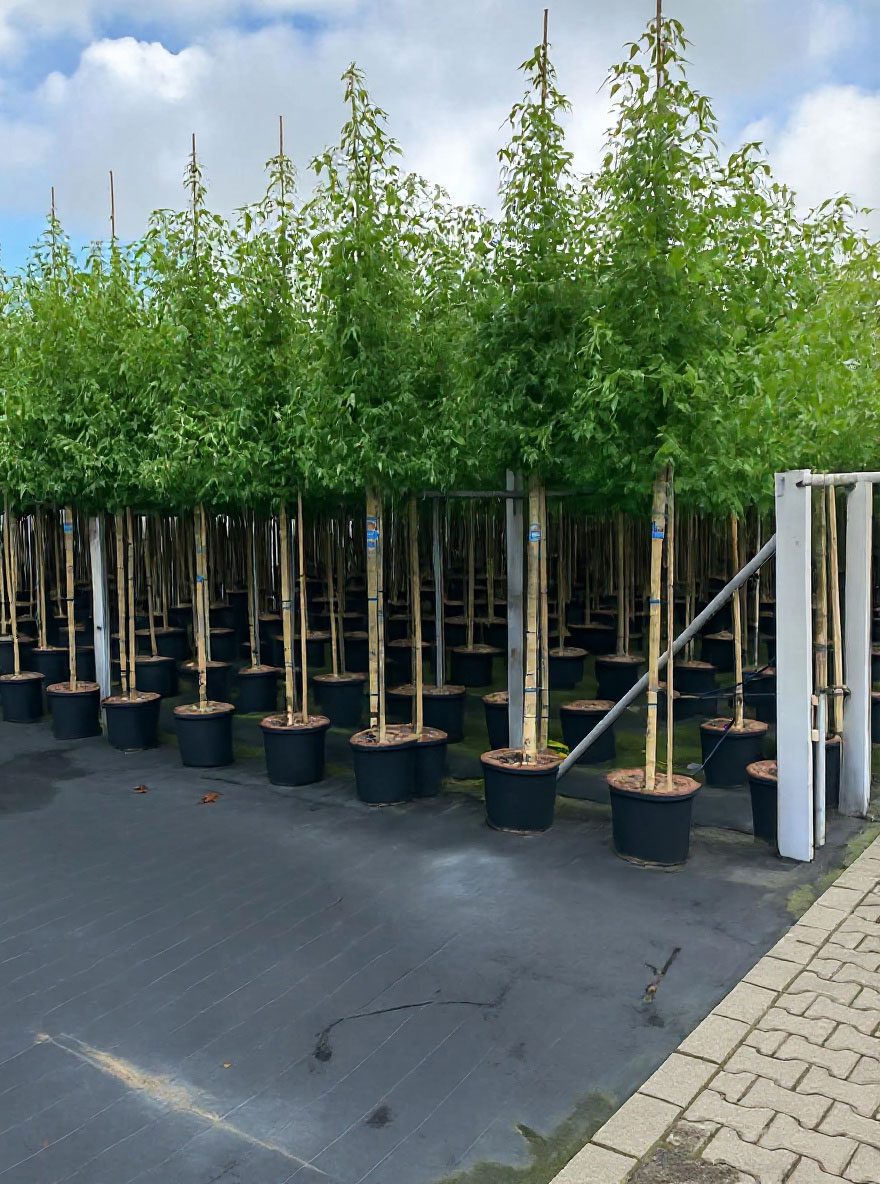 Amberbaum 'Worplesdon' / Liquidambar styraciflua 'Worplesdon' kaufen