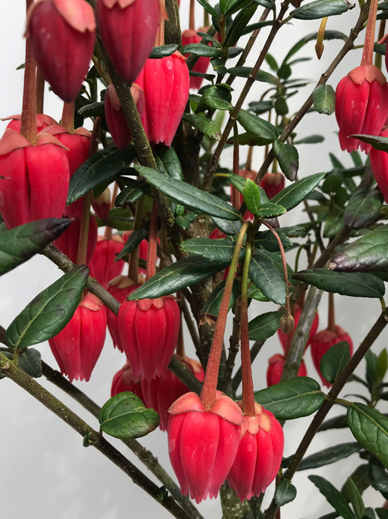 Roter Laternenbaum / Crinodendron hookerianum kaufen
