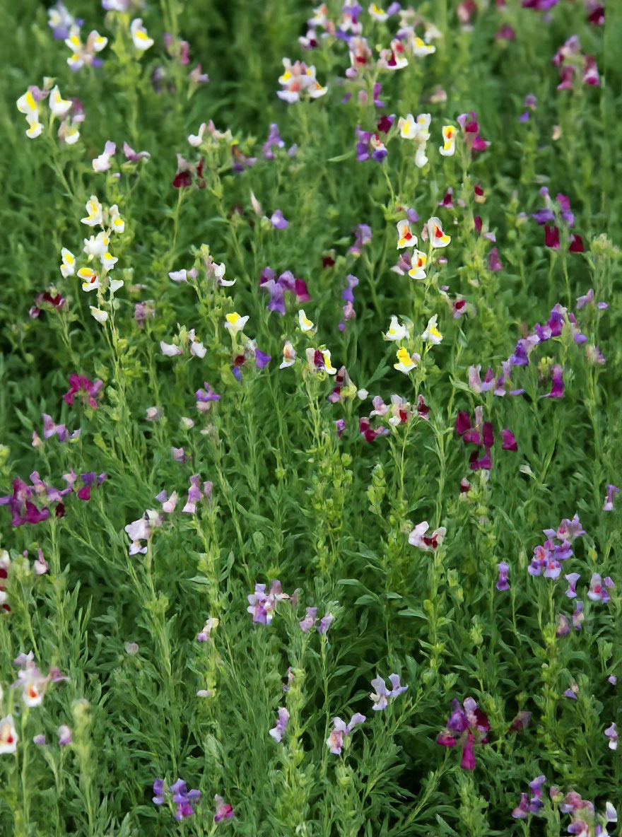 Leinkraut 'Neon Lights' / Linaria aeruginea 'Neon Lights' kaufen