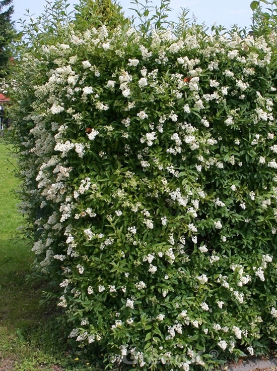 Gemeiner Liguster / Gewöhnlicher Liguster / Ligustrum vulgare kaufen