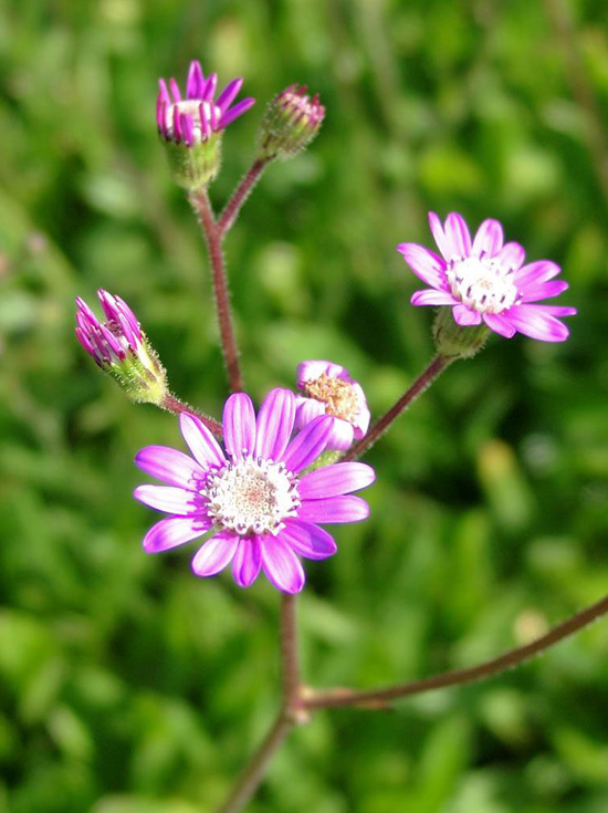 Greiskraut / Senecio polyodon kaufen