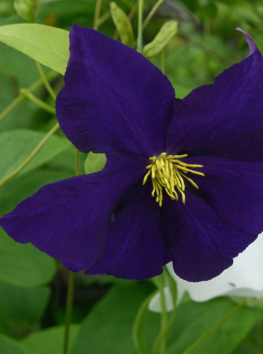 Waldrebe 'Viola' / Clematis 'Viola' günstig kaufen