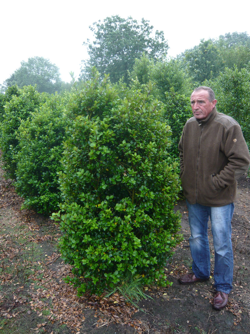 Ilex Meserveae Heckenstar